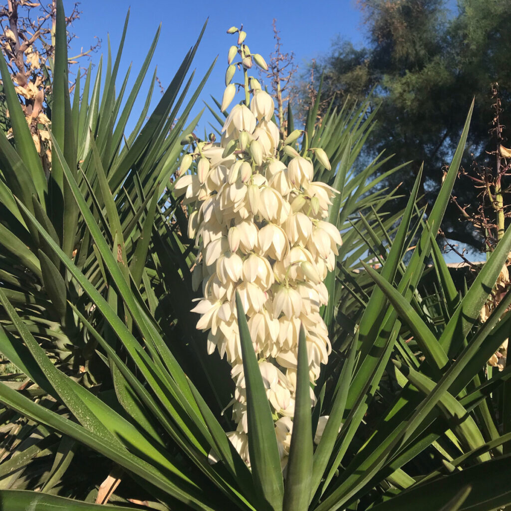 【観葉植物】幻の花と呼ばれるコーヒーの木コーヒーノキはどんな花を咲かせる！？花言葉って？由来や特徴を紹介！ ネペ吉のブログ 観葉植物
